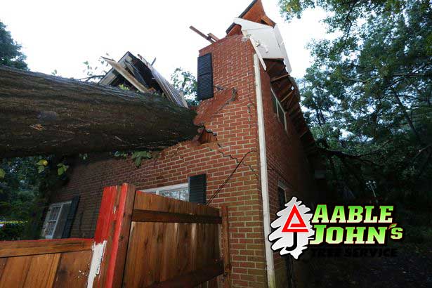 Aable John's Tree Service - Expert Tree Care with 39 Years of Experience